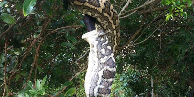 i-Beam Design Offers A Small Pallet Home Kit For $75